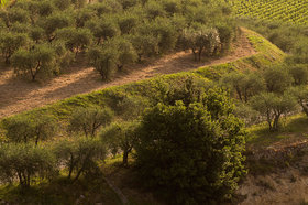 Gallery - Tolaini