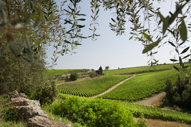 Gallery - Tolaini